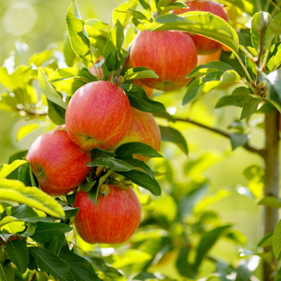 Lord Lambourne' Apple Tree 4-5ft, in a 6L Pot, Ready to Fruit.Good For ...