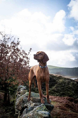 LP Funk the Dog Collar-Paint Splodge Grey Small 22-29 cm