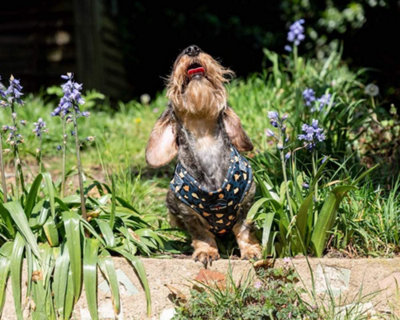 LP Funk the Dog Harness-Leopard Green Gold Small