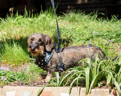 LP Funk the Dog Harness-Leopard Green Gold Small