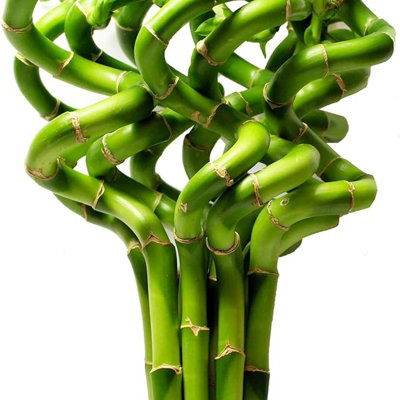 Lucky Bamboo 40cm Stems - 3 Spiral Stems - Dracaena Sanderiana - Indoor ...