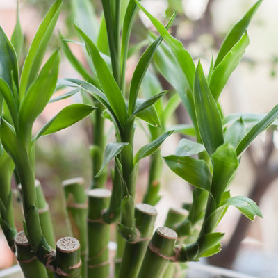 LUCKY BAMBOO 40CM STEMS - 3 STRAIGHT STEMS - DRACAENA SANDERIANA ...