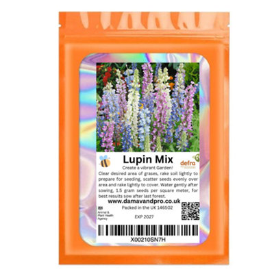 Lupin 'Avalune' Mixed Colors - Compact Cottage Garden Favorite Lupinus ...