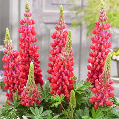 LUPIN BEEFEATER - STRIKING PERENNIAL FLOWER FOR CAPTIVATING UK GARDENS ...