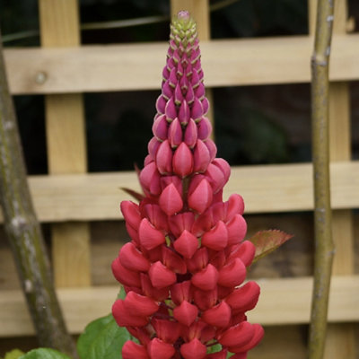 LUPIN BEEFEATER - STRIKING PERENNIAL FLOWER FOR CAPTIVATING UK GARDENS ...