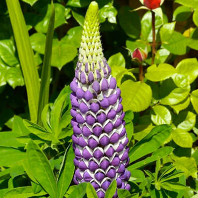 LUPIN BLACKSMITH - DRAMATIC PERENNIAL FLOWER FOR IMPRESSIVE UK GARDENS ...