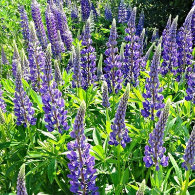LUPIN BLACKSMITH - DRAMATIC PERENNIAL FLOWER FOR IMPRESSIVE UK GARDENS ...