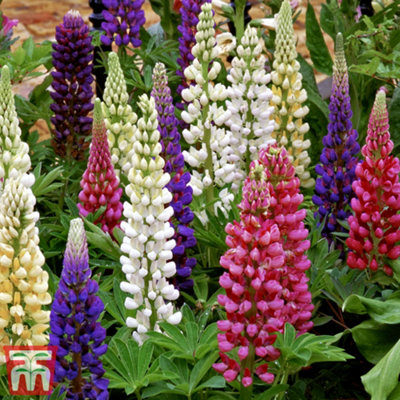 LUPIN GALLERY MIX 9CM POTTED PLANT X 1
