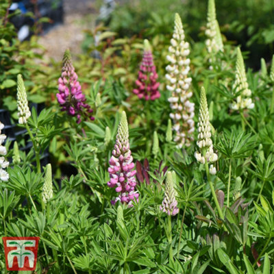 LUPIN GALLERY MIX 9CM POTTED PLANT X 1