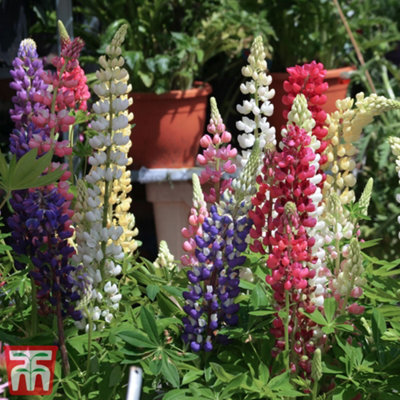 Lupin Gallery Mix 9cm Potted Plant x 1