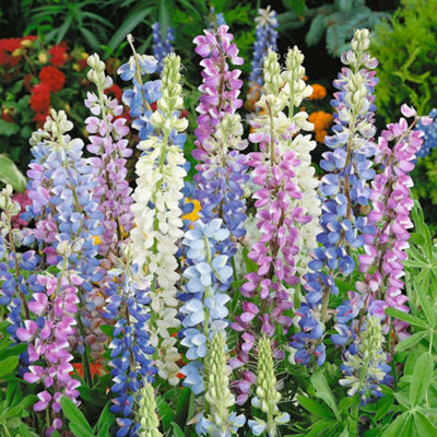 Lupin Hartwegii Mix Lupines Perennial Flower Pollinators UK 200 Fresh Seeds