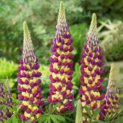 Lupin Manhattan Lights - Stunning Yellow and Purple Blooms Create a ...