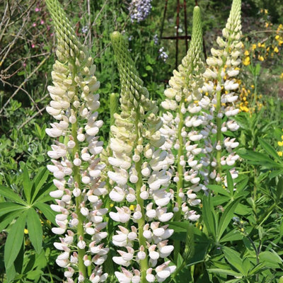 Lupin Plant Garden Ready - 1 x Gallery White 1L Pot
