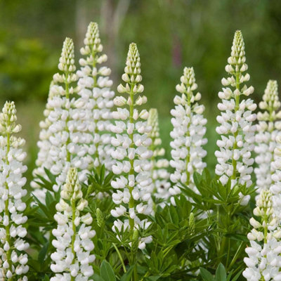 Lupin Plant Garden Ready - 1 x Noble Maiden 1L Pot
