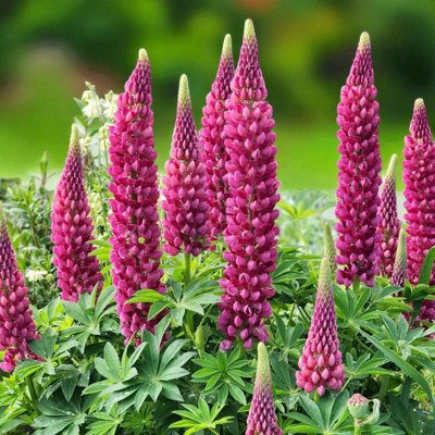 Lupin Plant Garden Ready - 1 x The Pages 1L Pot