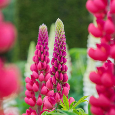 Lupin Plant Garden Ready - 1 x The Pages 1L Pot