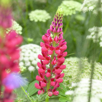 Lupin Plant Garden Ready - 1 x The Pages 1L Pot