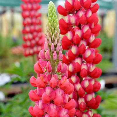 Lupin Red Perennial Plant - Add a Splash of Vibrant Color to Your ...