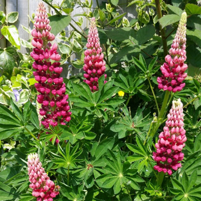 Lupin Red Perennial Plant - Add a Splash of Vibrant Color to Your ...