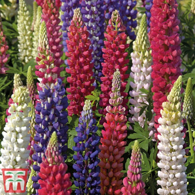 Lupin Red White & Blue Collection 15 Bare Roots
