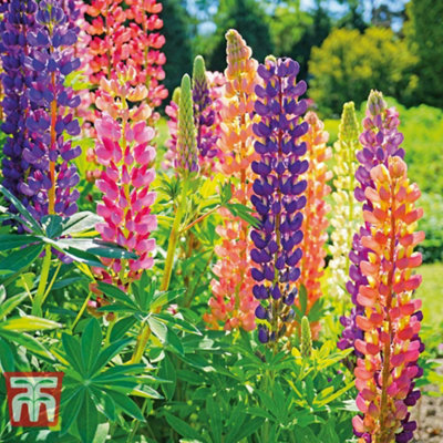 Lupin Russell Hybrids 6 Bare Roots