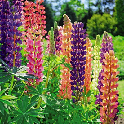 Lupin Russell Mixed 1 Litre Potted Plant x 1 | DIY at B&Q