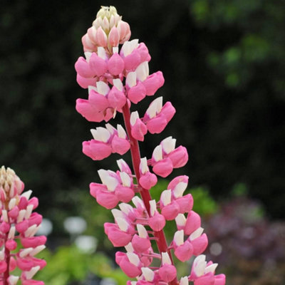 Lupin The Chatelaine 1 Litre Potted Plant x 1