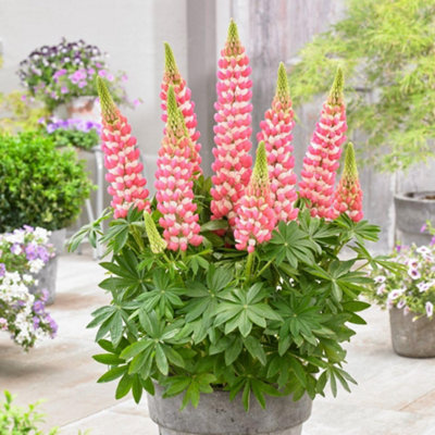 Lupin West Country Rachel de Thame Bicolour Pink & White Flowers ...