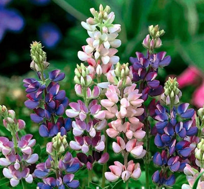 LUPINUS HARTWEGII HEAVEN DELIGHT MIXED, DWARF AND TALL WILDFLOWERS, 40 ...