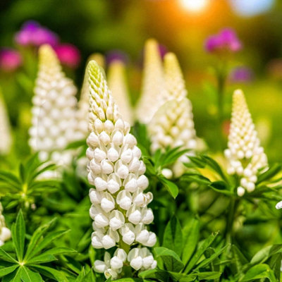 Lupinus Noble Maiden 3 x Bare Root - Elegant white lupin spikes
