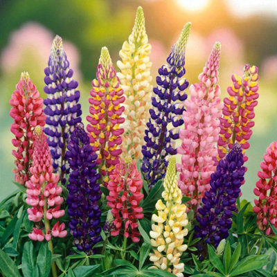 Lupinus Russell Hybrids 10 x Bare Root - Colourful mixed lupin varieties