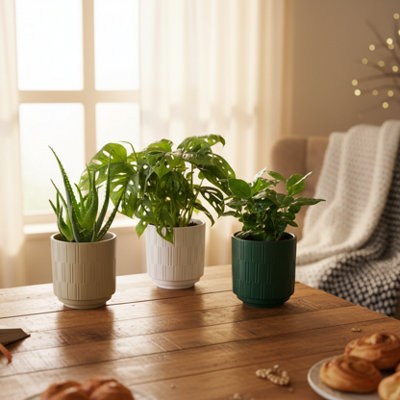 Luxurious Houseplants: Monstera, Aloe Vera, Coffee Trio with Elegant ...