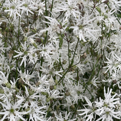 Lychnis-flos-cuculi 'White' - 3x 9cm Plants - Marginal Aquatic Pond Plant