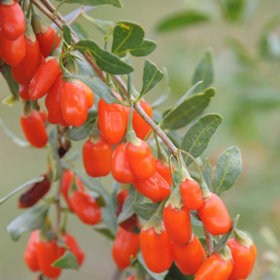 Lycium barbarum (Goji Berry) No.1 Lifeberry 9cm Pot x 3