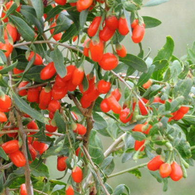 Lycium barbarum (Goji Berry) No.1 Lifeberry 9cm Pot x 3
