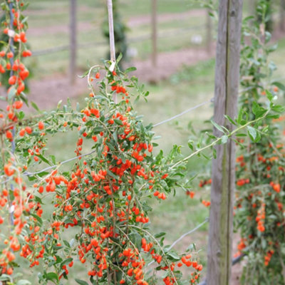 Lycium barbarum (Goji Berry) No.1 Lifeberry 9cm Pot x 3