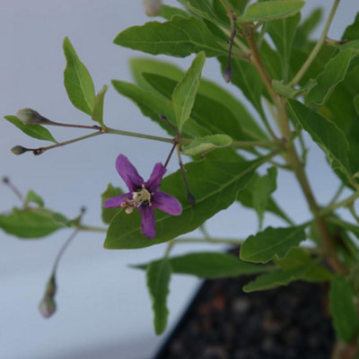 Lycium barbarum (Goji Berry) No.1 Lifeberry 9cm Pot x 3