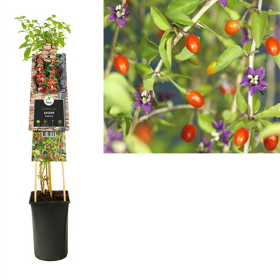 Lycium Barbarum Instant Succes, 17cm Pot Size, 75cm Tall, Goji Berry, Indoor Houseplant
