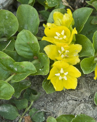 Lysimachia nummularia - 7cm Plug - Marginal Aquatic Pond Plant