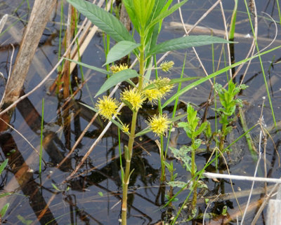 Lysimachia thyrsiflora - 2x Plants and 2x Pots & Compost - Marginal ...