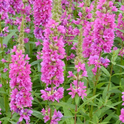 Lythrum Salicaria Robert Loosestrife 9cm Pot Perennial Plant
