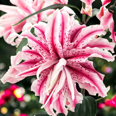 Magic Star Oriental Lily 6 x Summer Bulbs - Bright Seasonal Plants for ...