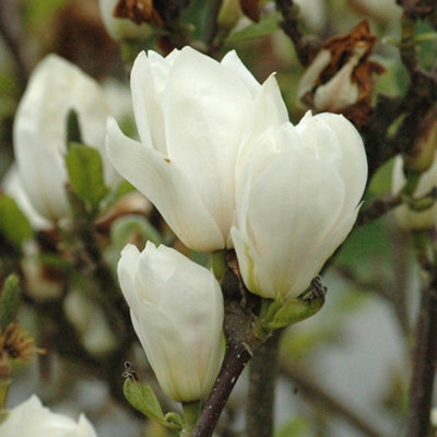 Magnolia Alba Superba Garden Plant - Fragrant White Blooms, Compact ...