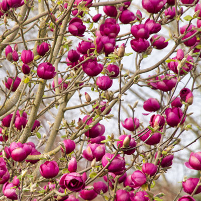 Magnolia Black Tulip Tree - Red-Purple Spring Flowers, Deciduous, Low ...