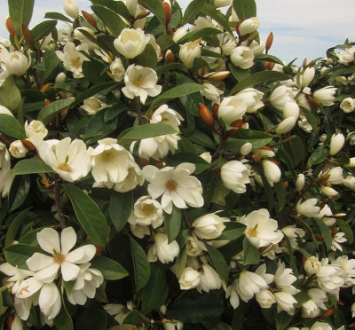Magnolia Fairy Honey Velvet Evergreen Magnolia Tree Large 30-40cm Tall ...