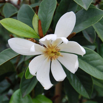 Magnolia Fairy White - Stunning White Blooms and Compact Size for ...