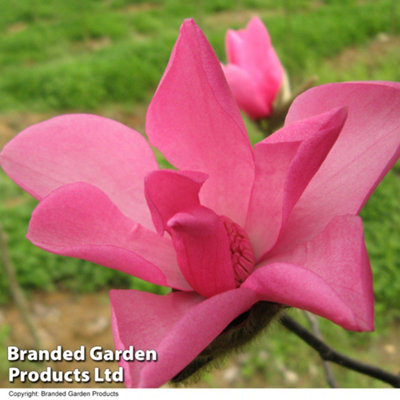 Magnolia Fire - 2 Bare Root Plants | DIY at B&Q