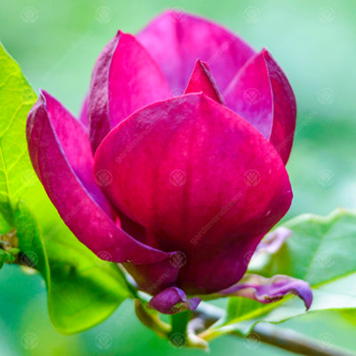 Magnolia Genie Tree - Scented Dark Red Flowers, Compact, Low ...