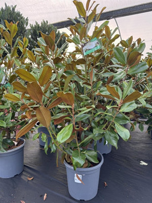 Magnolia Grandiflora Little Gem Evergreen Magnolia Tree Extra Large 4 ...