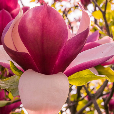 Magnolia liliiflora Ni-gra 9cm Potted Plant x 2